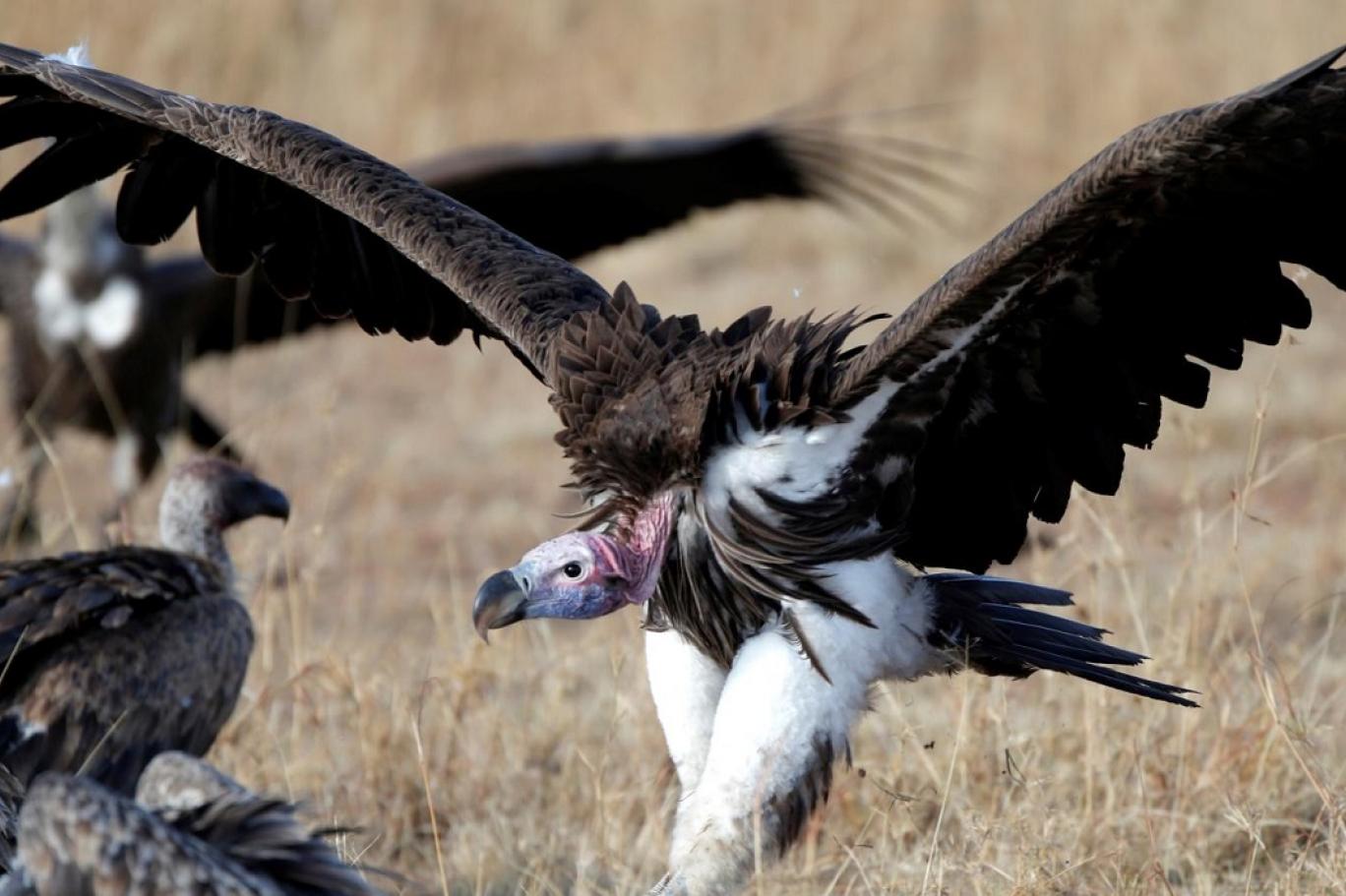 النسر الملتحي النادر يغادر بريطانيا إلى فرنسا بعد صيف من التحليق فوق ...